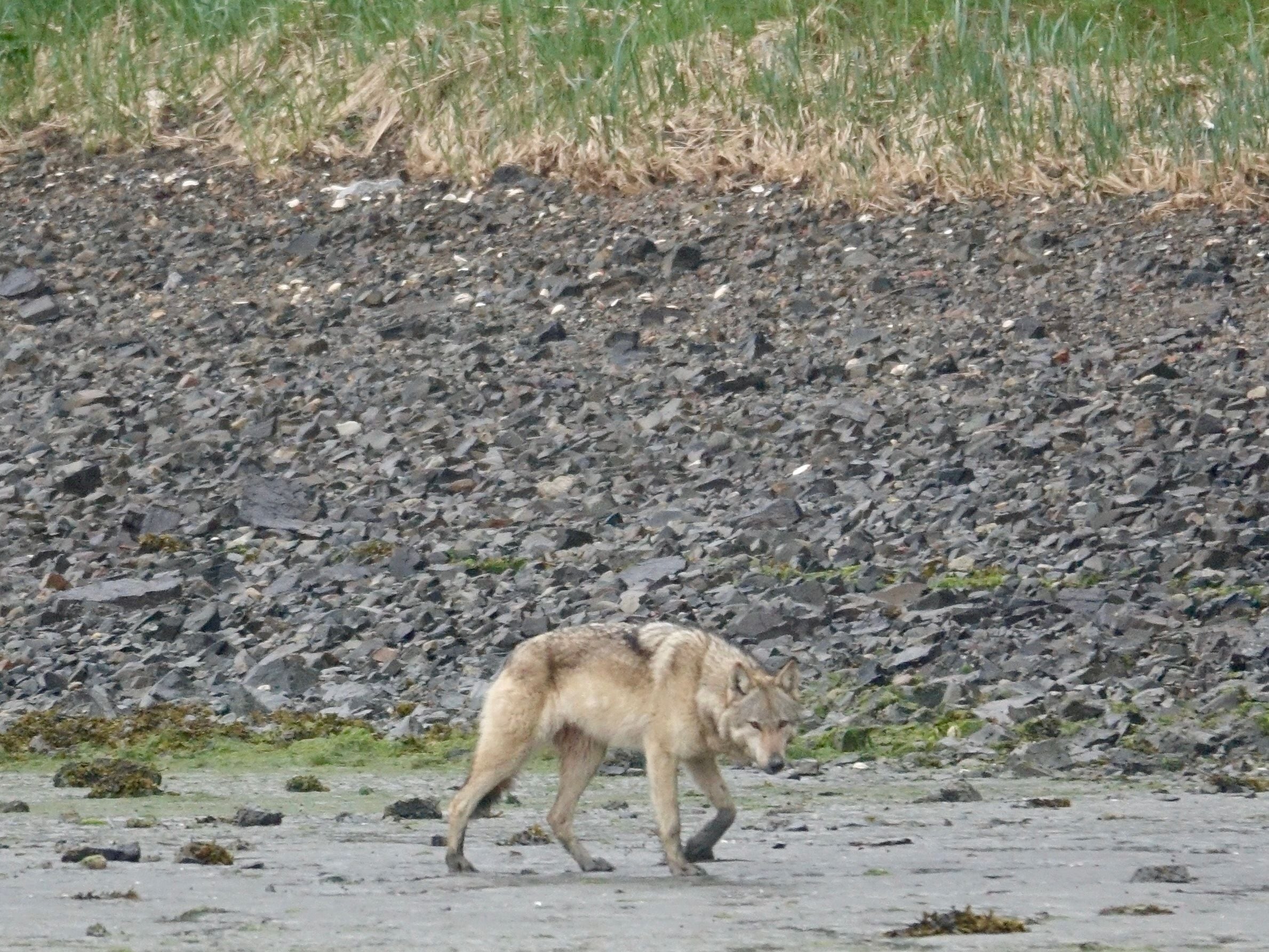Alexander Archipelago Wolf Pups